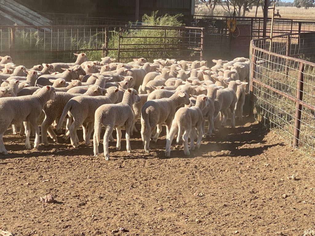 Aminya Pastoral Animal Welfare